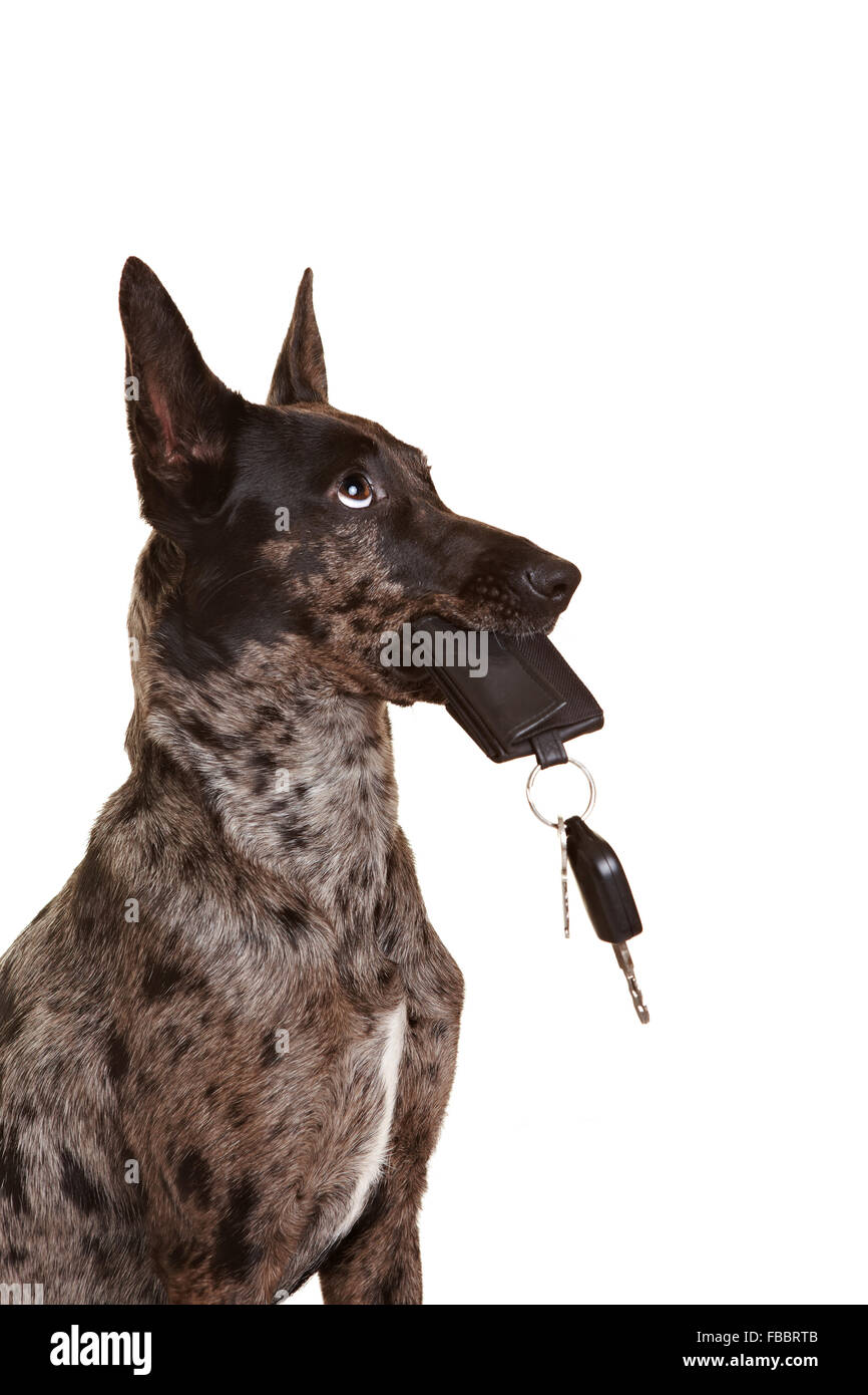 Key chain dog hi-res stock photography and images - Alamy