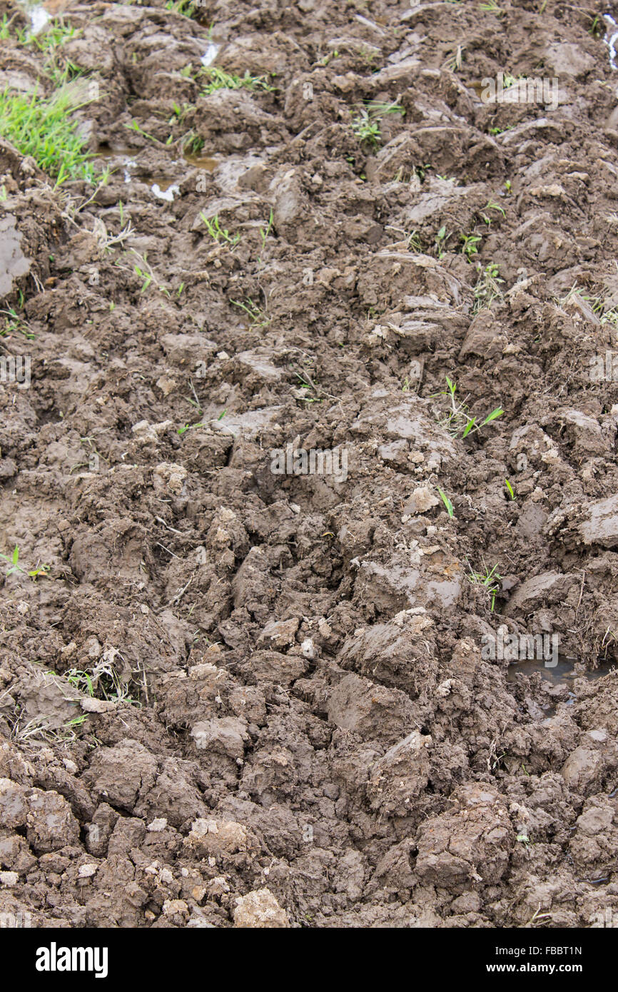 Soil in rice field Stock Photo - Alamy