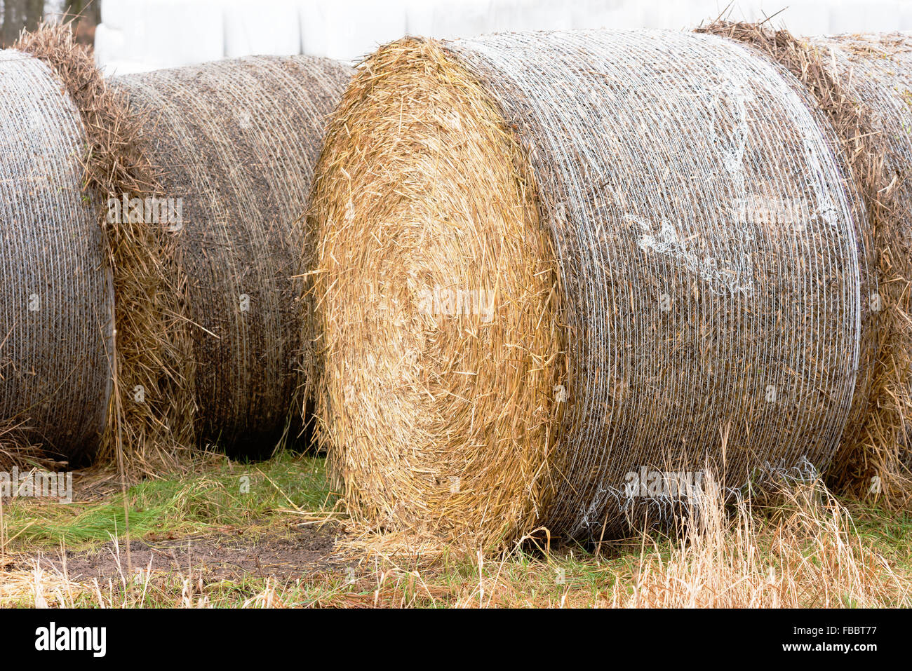 Bale netting hi-res stock photography and images - Alamy