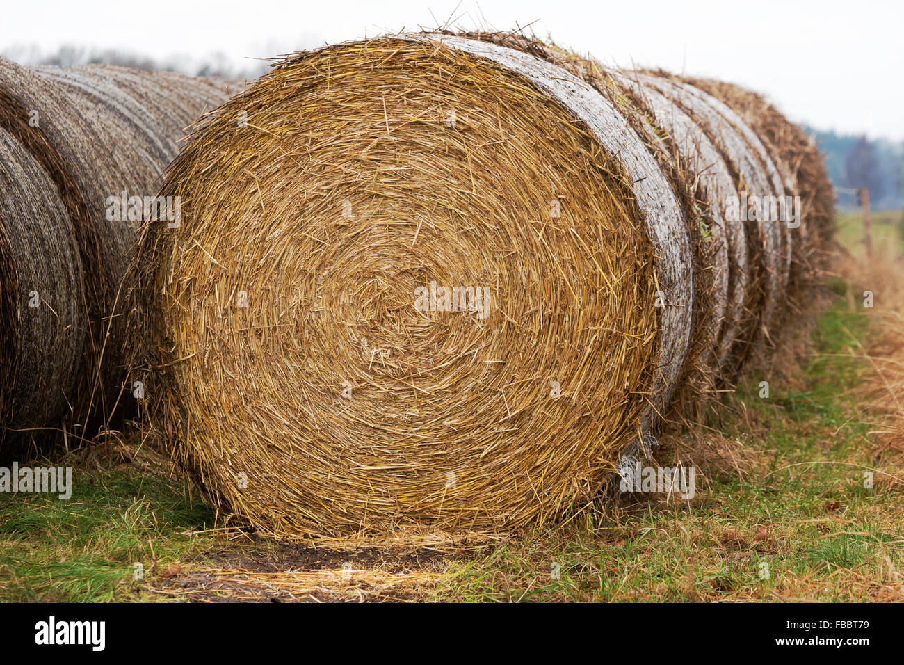 Bale netting hi-res stock photography and images - Alamy