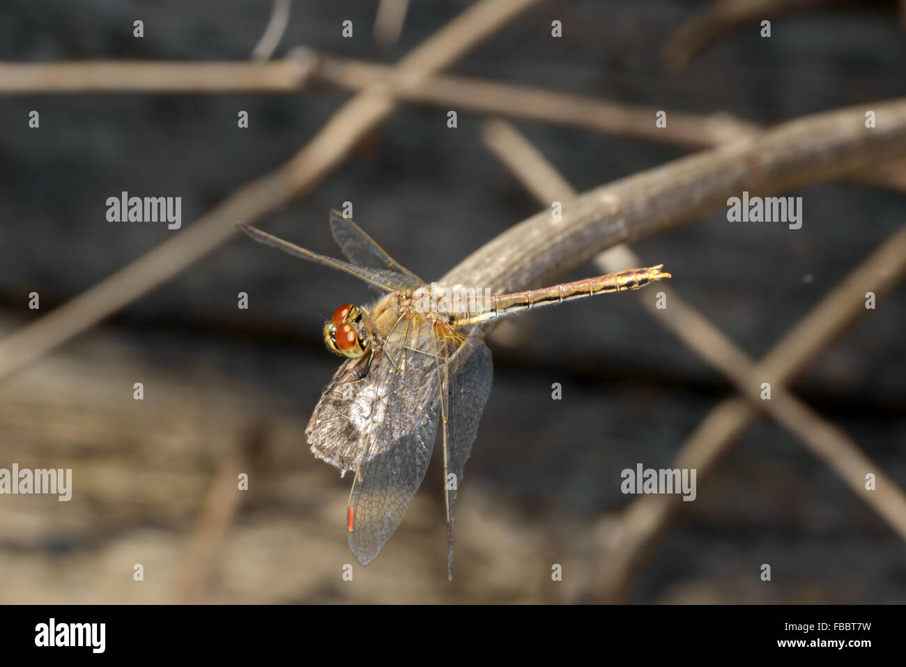 Anisoptera hi-res stock photography and images - Alamy