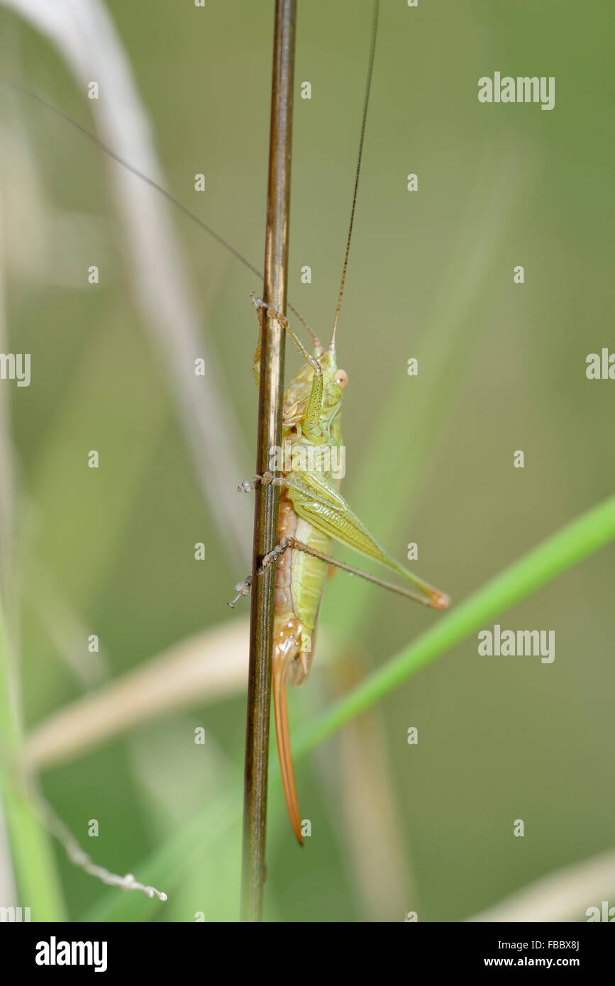 Long winged conehead cricket uk hi-res stock photography and images - Alamy