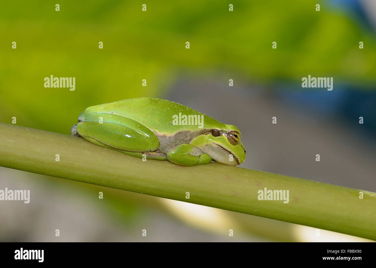 Savigny’s or Middle East Tree Frog - Hyla savignyi Stock Photo - Alamy