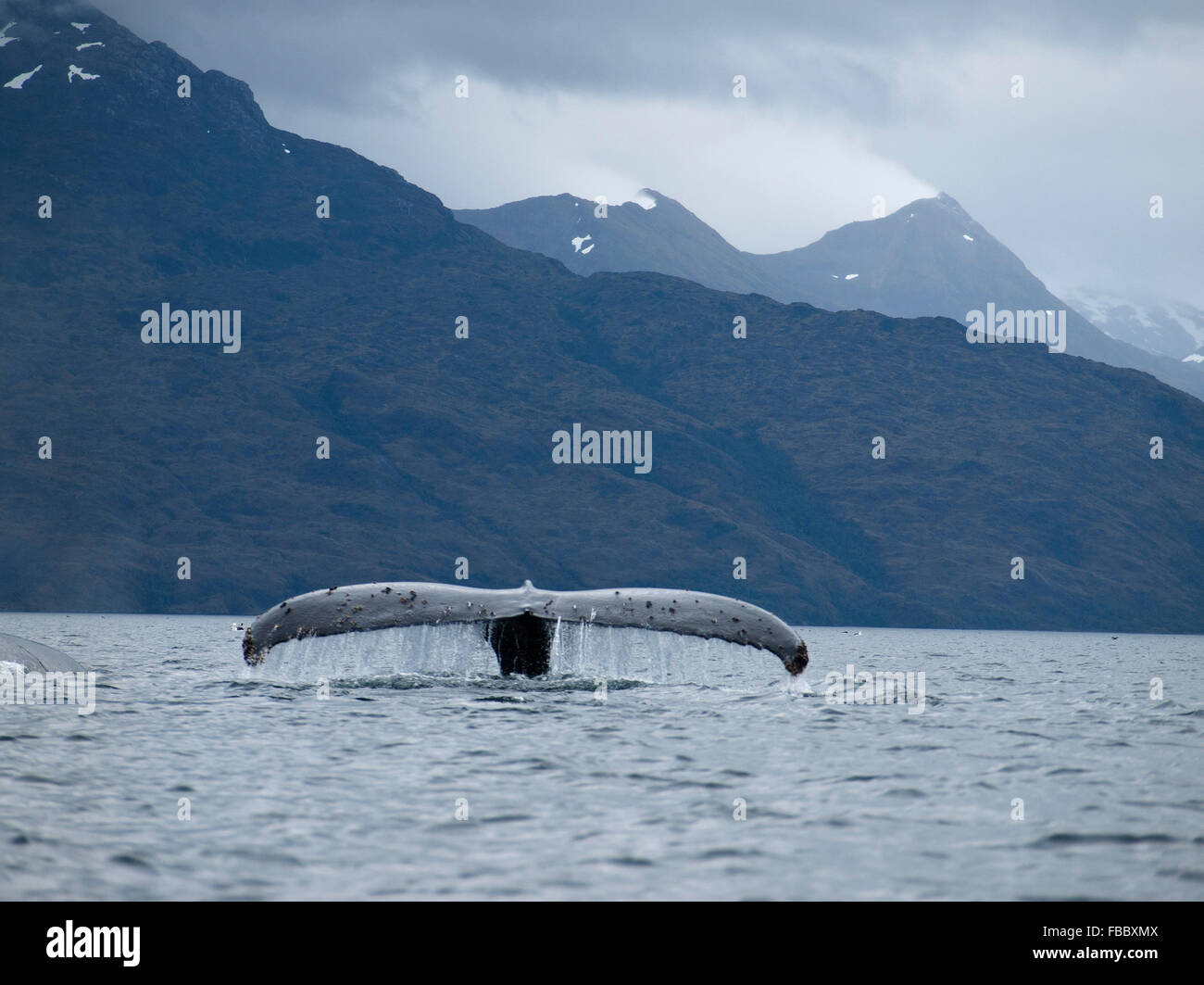 Humpback whale fluke, Tierra Del Fuego Stock Photo - Alamy
