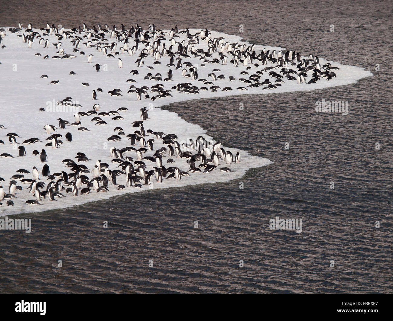 Penguins on ice hi-res stock photography and images - Alamy