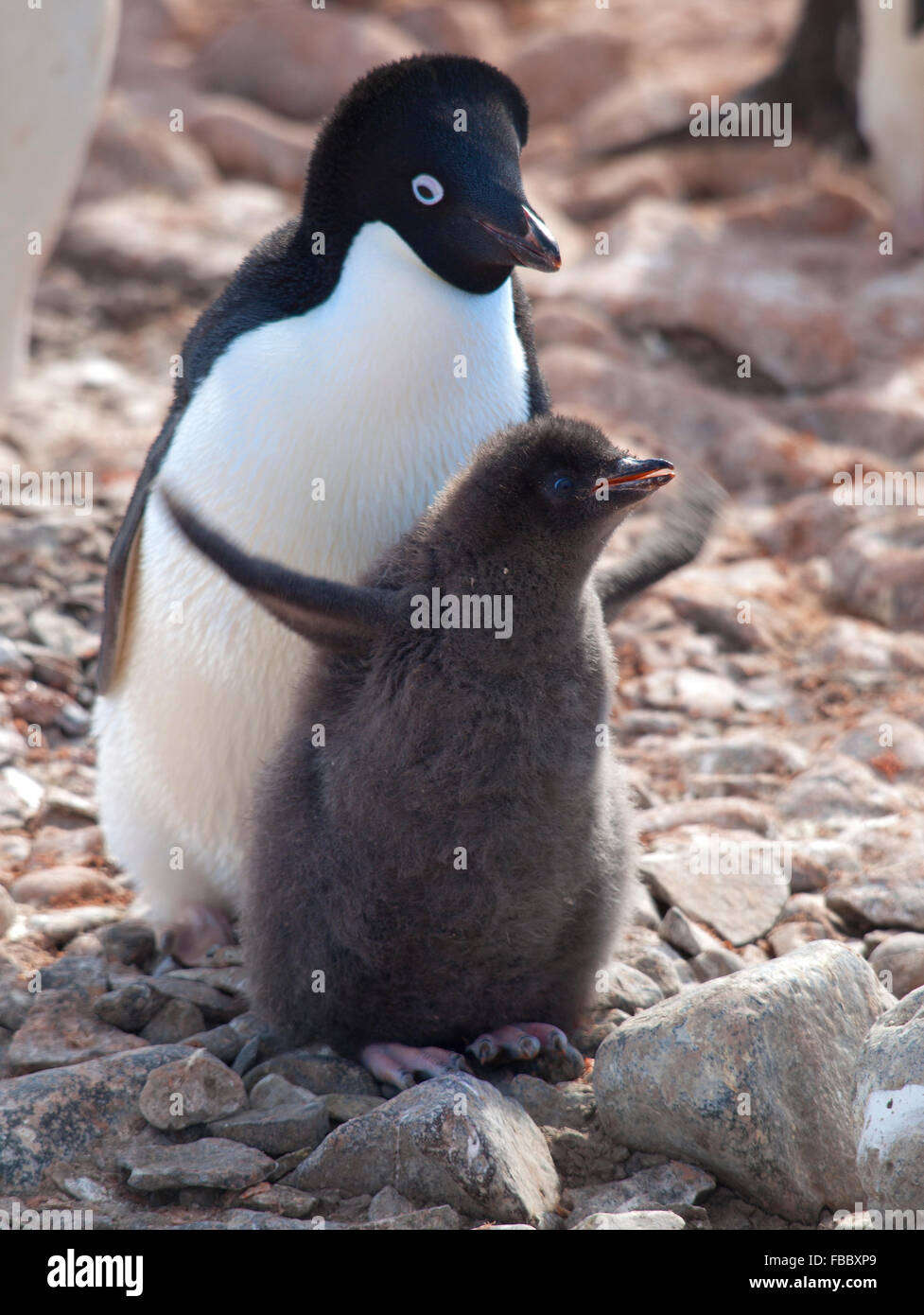 Adelie penguin chick hi-res stock photography and images - Alamy