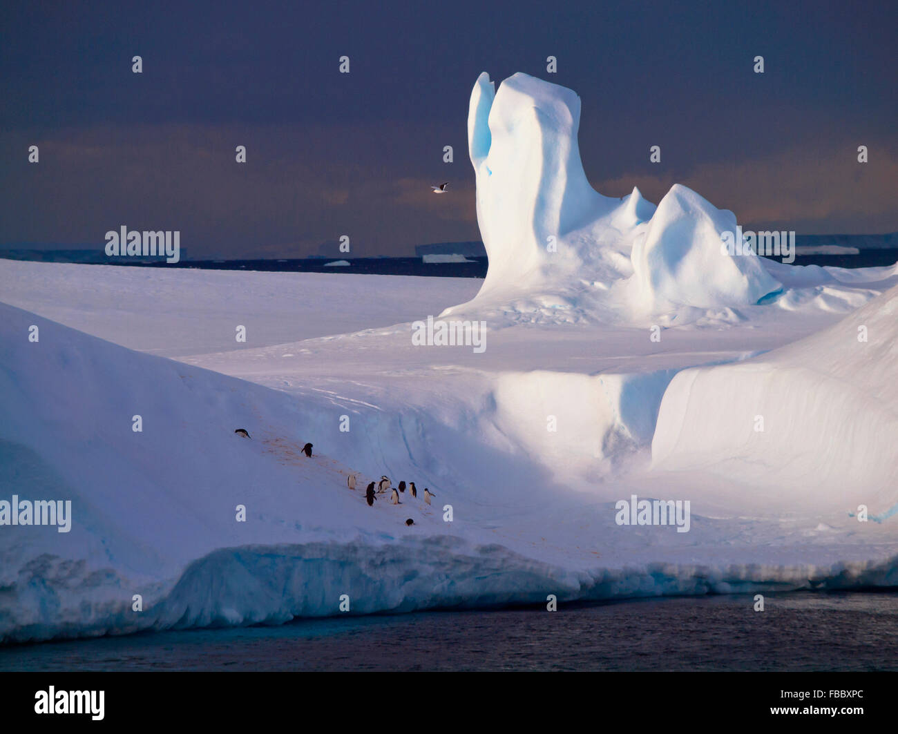 Penguins on iceberg hi-res stock photography and images - Alamy