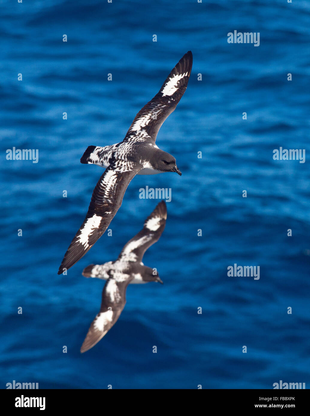 Cape Petrels at sea near Antarctic Peninsula Stock Photo - Alamy
