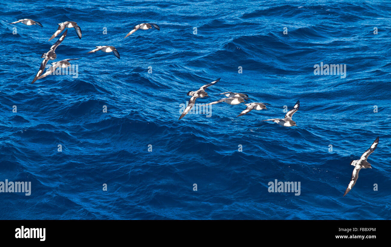Flying petrel hi-res stock photography and images - Alamy