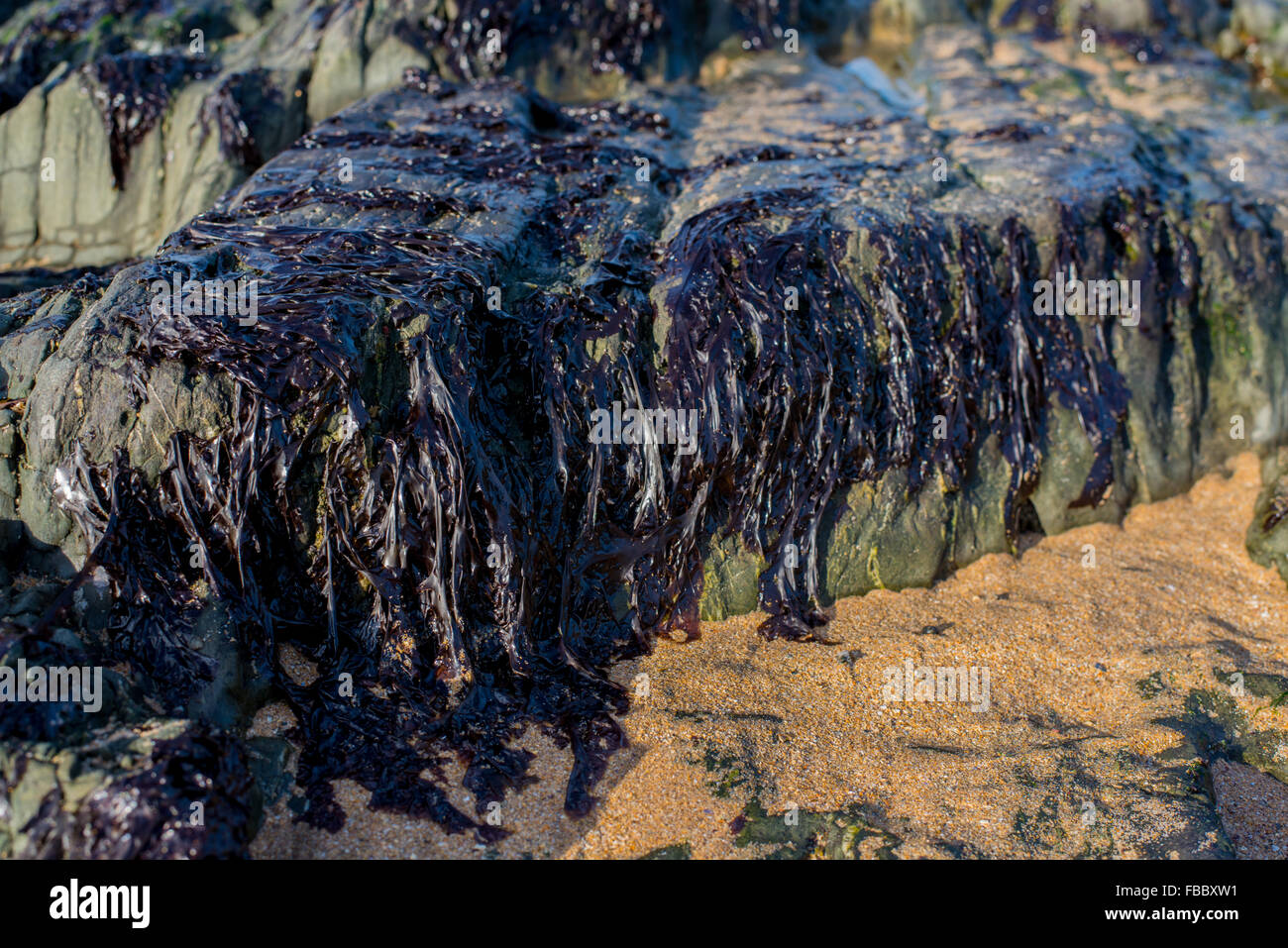 Porphyra Algae High Resolution Stock Photography and Images - Alamy