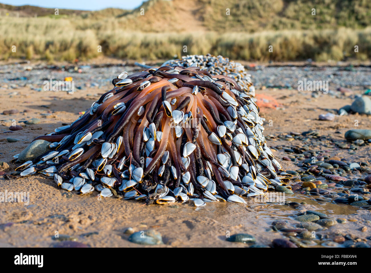 Goose Barnacles High Resolution Stock Photography and Images - Alamy