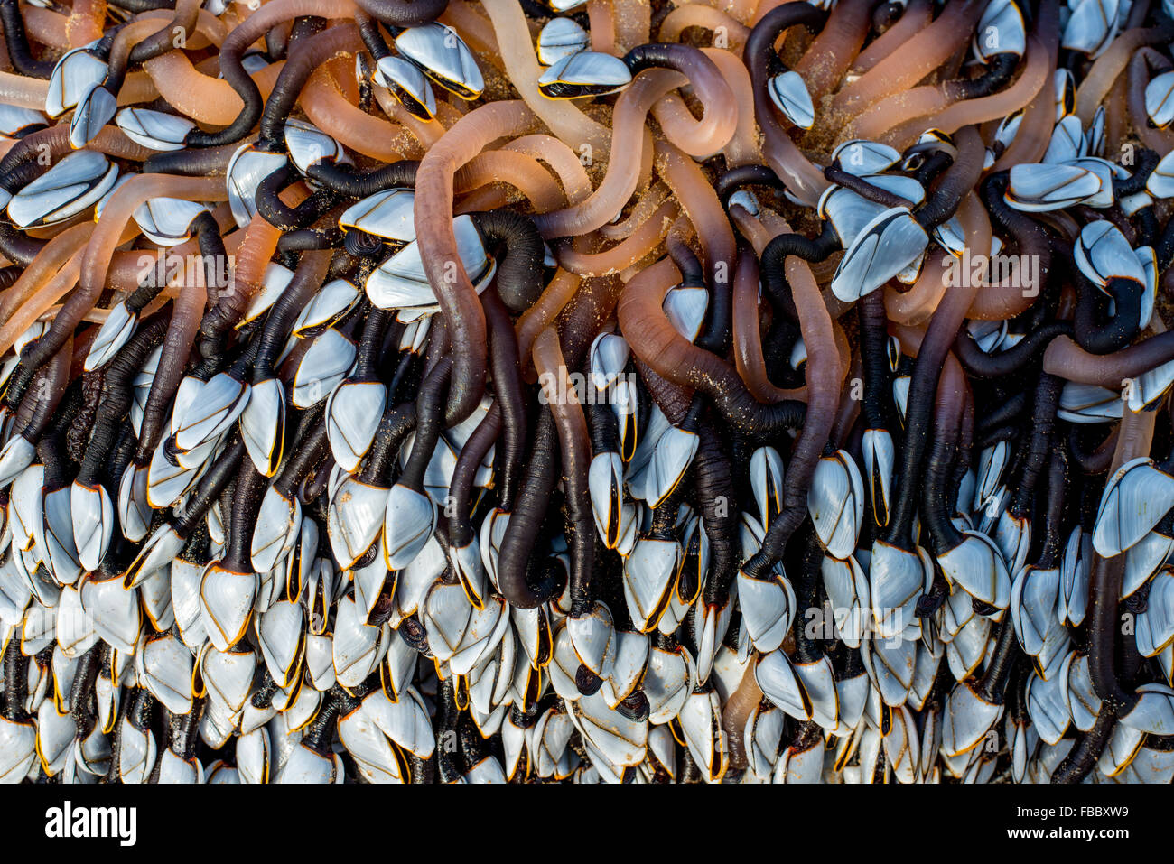 Goose Barnacles High Resolution Stock Photography and Images - Alamy