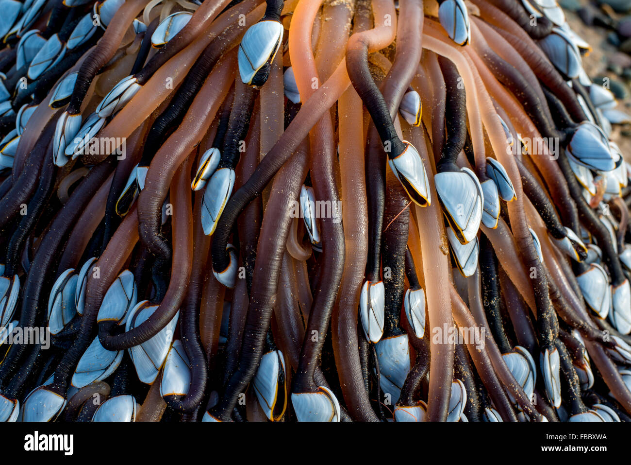 Goose Barnacles High Resolution Stock Photography and Images - Alamy