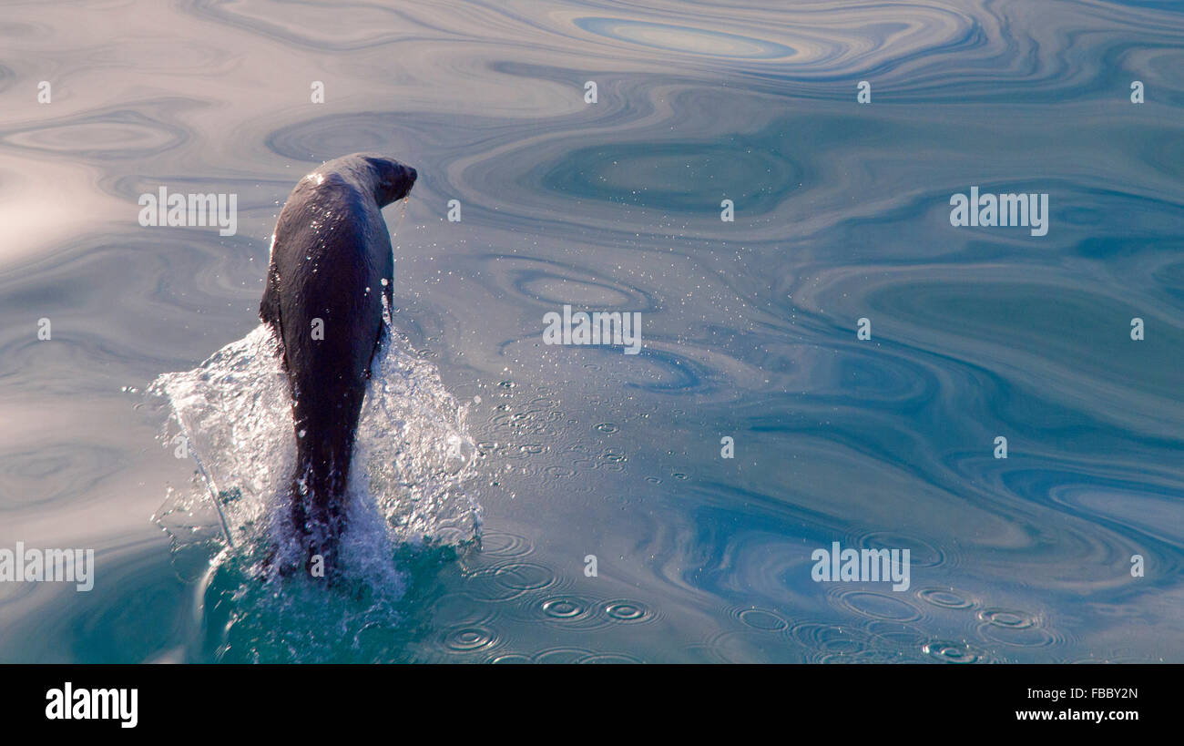 Action leaping hi-res stock photography and images - Alamy