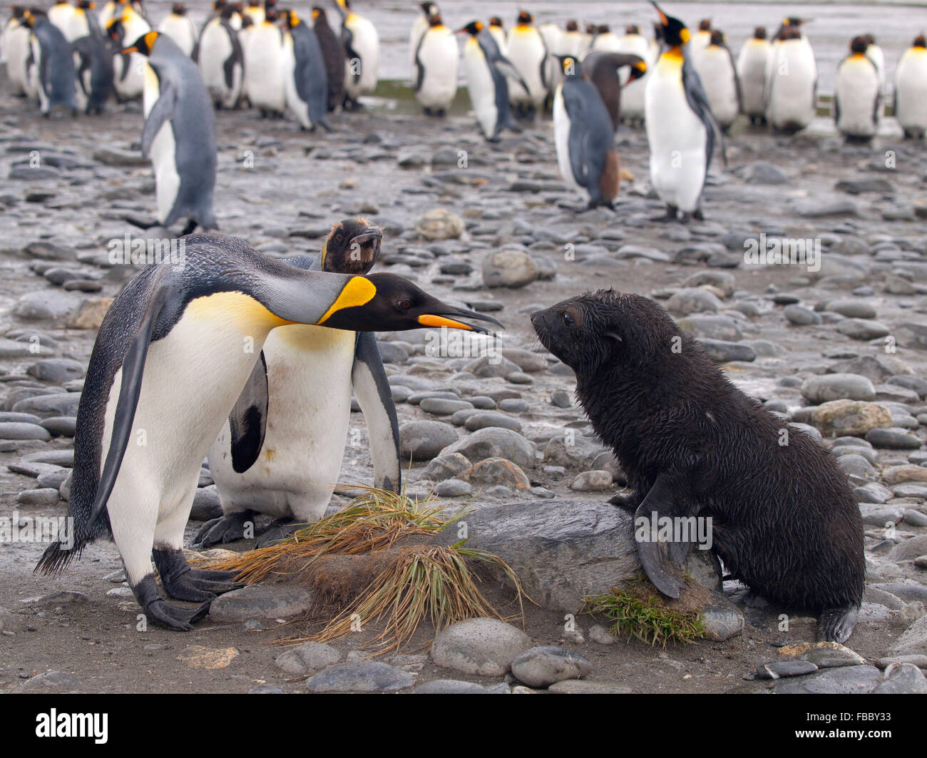 King penguin face off with baby fur seal, Salisbury Plain South Georgia ...