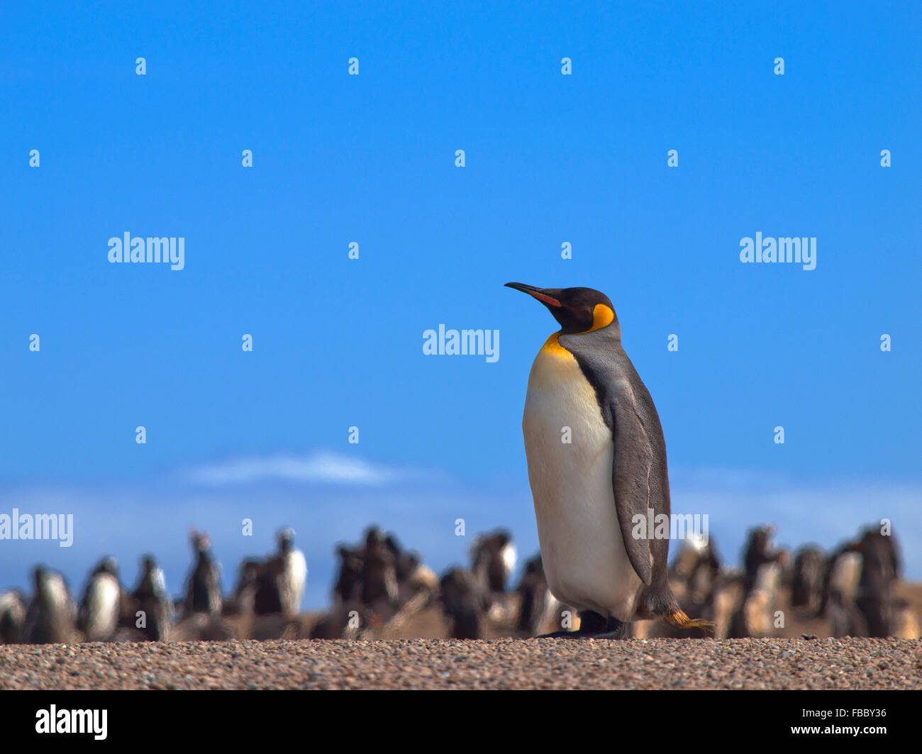 South penguin hi-res stock photography and images - Alamy