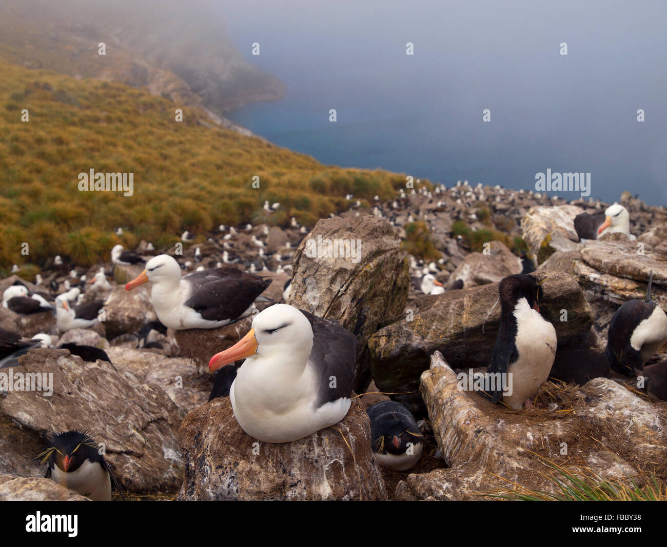 All black penguin hi-res stock photography and images - Alamy