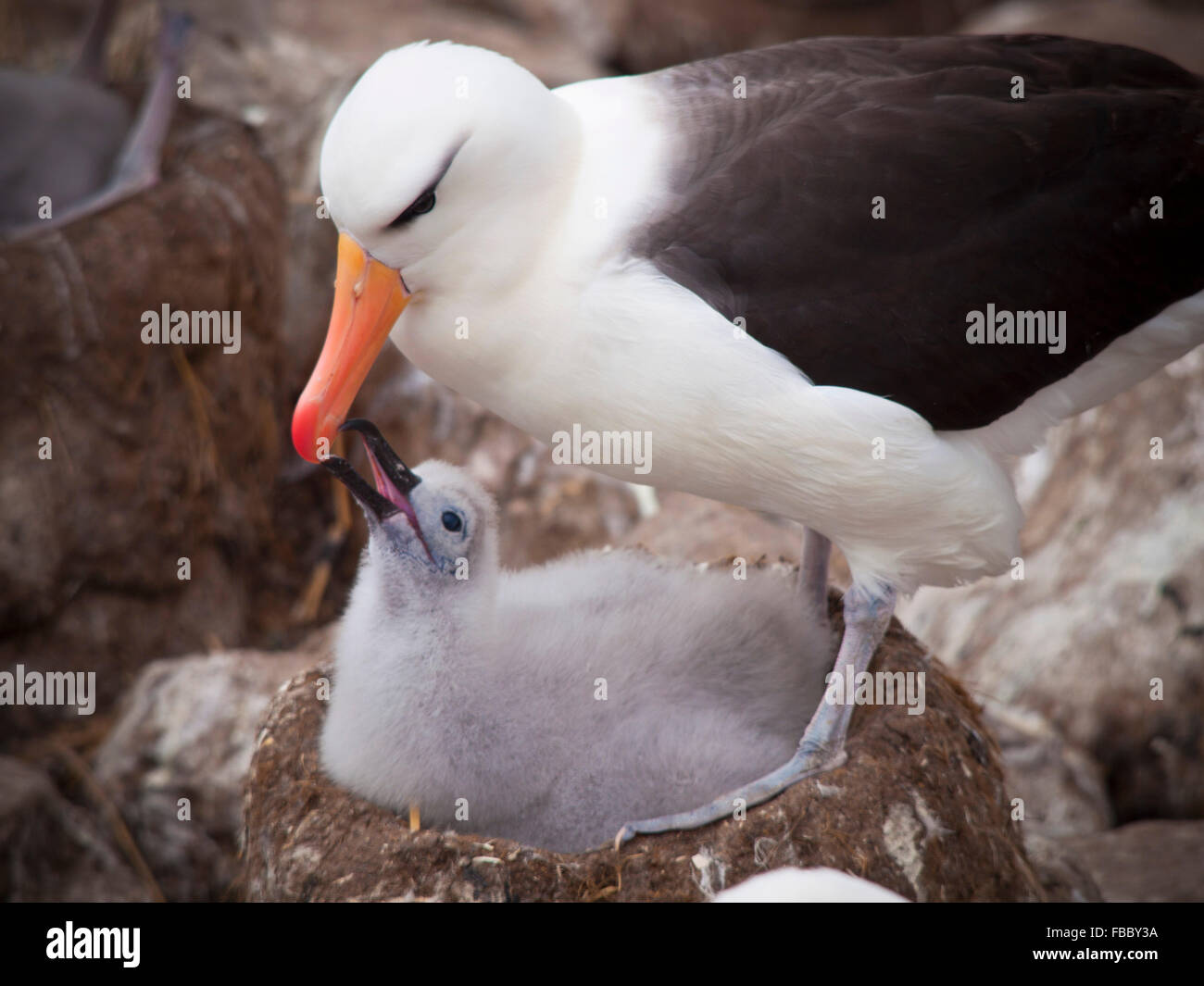 baby black browed Albatross Falklands Stock Photo - Alamy