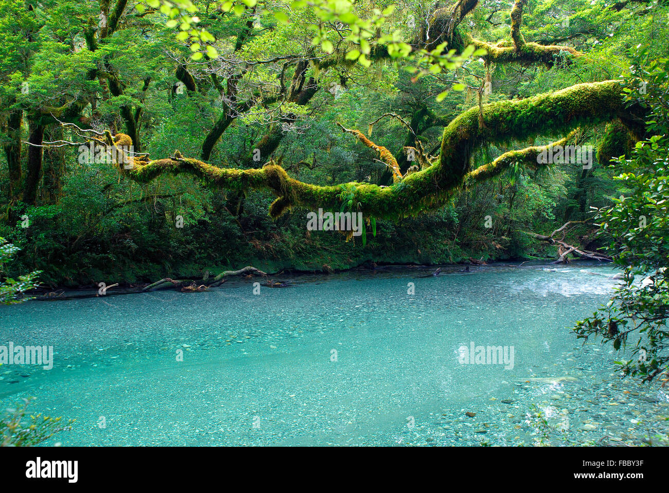 Tree over river Kepler Track, New Zealand Stock Photo - Alamy