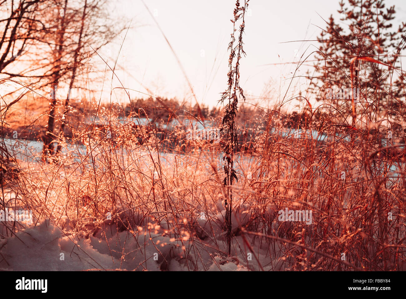 Dry stalks and branches of plants in the winter Stock Photo - Alamy