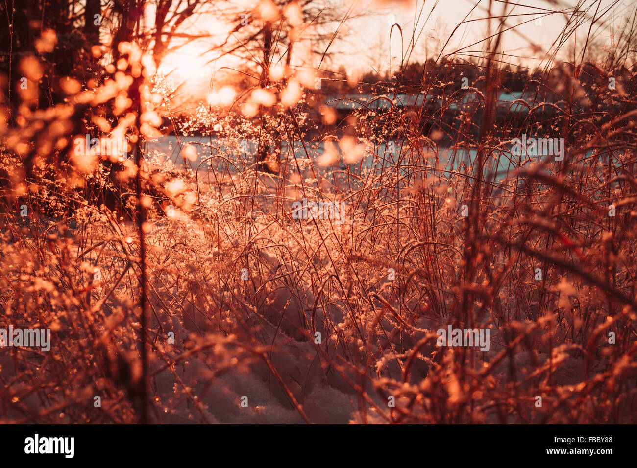 Dry stalks and branches of plants in the winter Stock Photo - Alamy