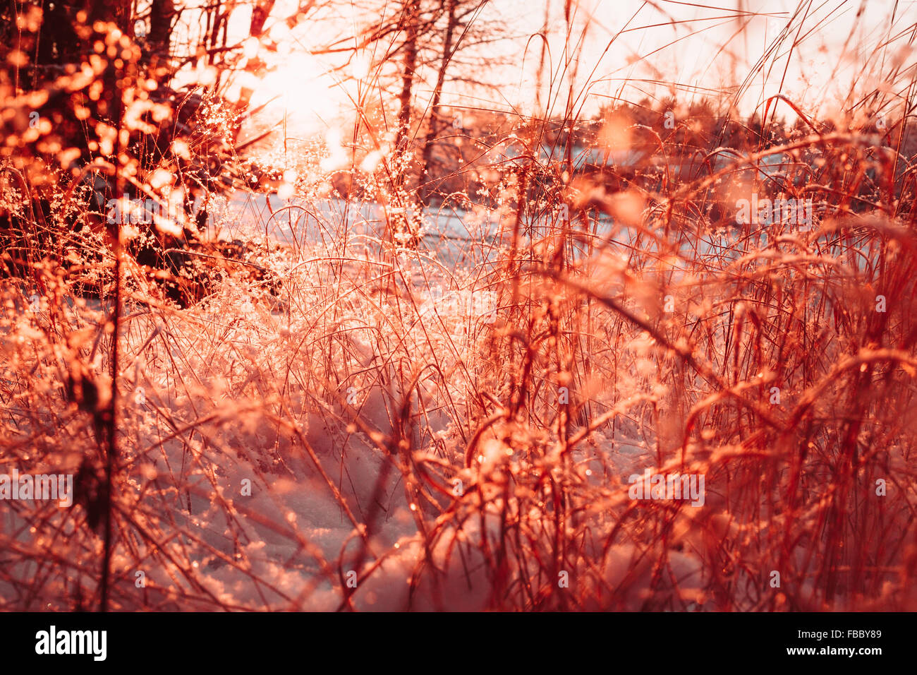 Dry stalks and branches of plants in the winter Stock Photo - Alamy