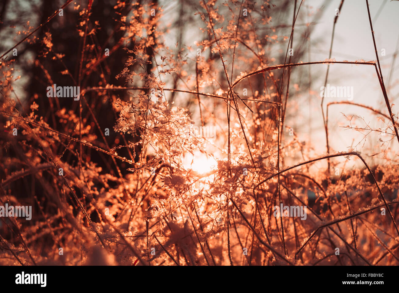 Dry stalks and branches of plants in the winter Stock Photo - Alamy