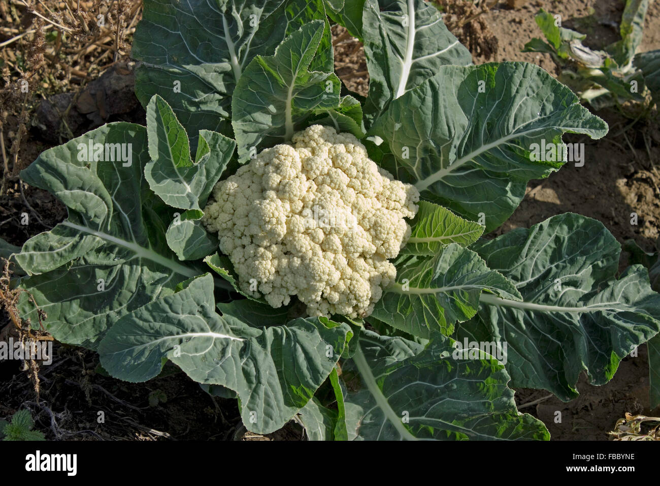 Closeup of a head of raw white cauliflower and its leaves, growing ...