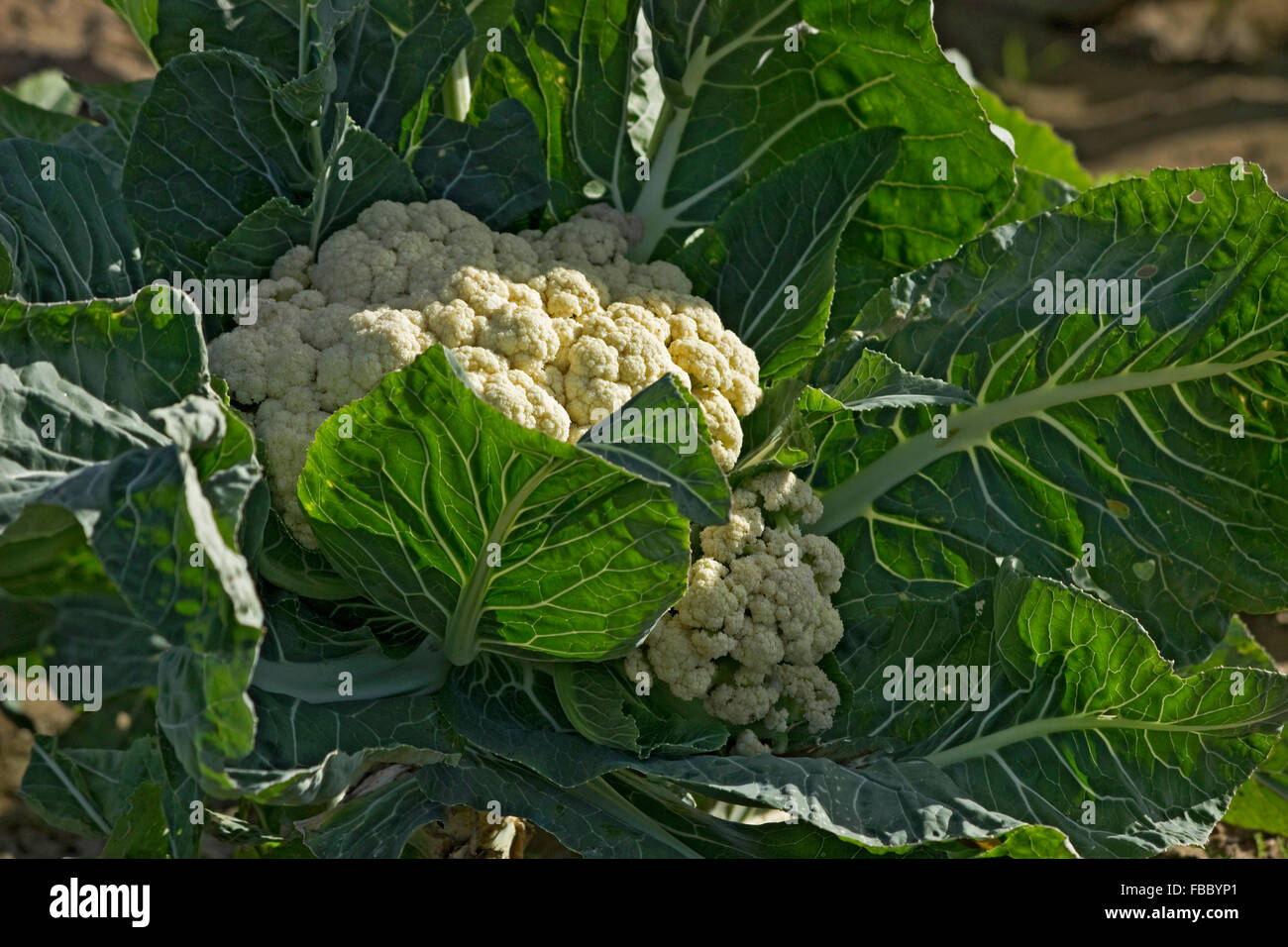 Beautiful head of a raw white cauliflower and leaves, growing naturally ...