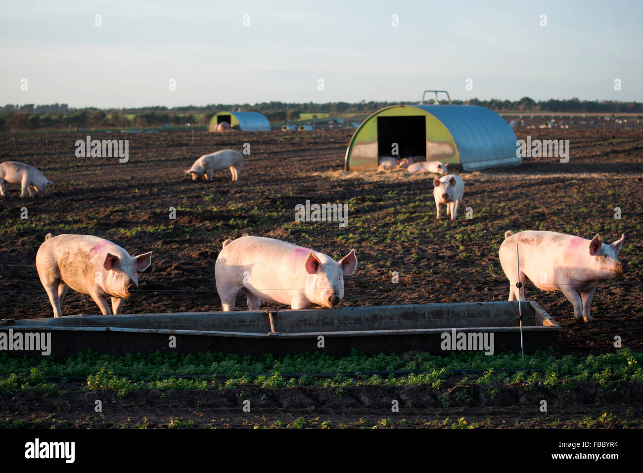 Outdoor reared pigs Stock Photo - Alamy