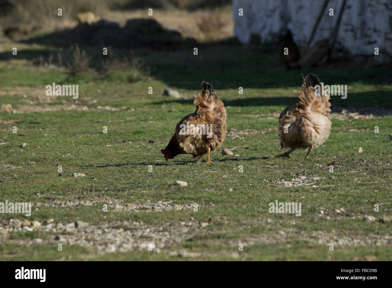 Free range greek hens/ chicken poultry grazing in the countryside in an ...