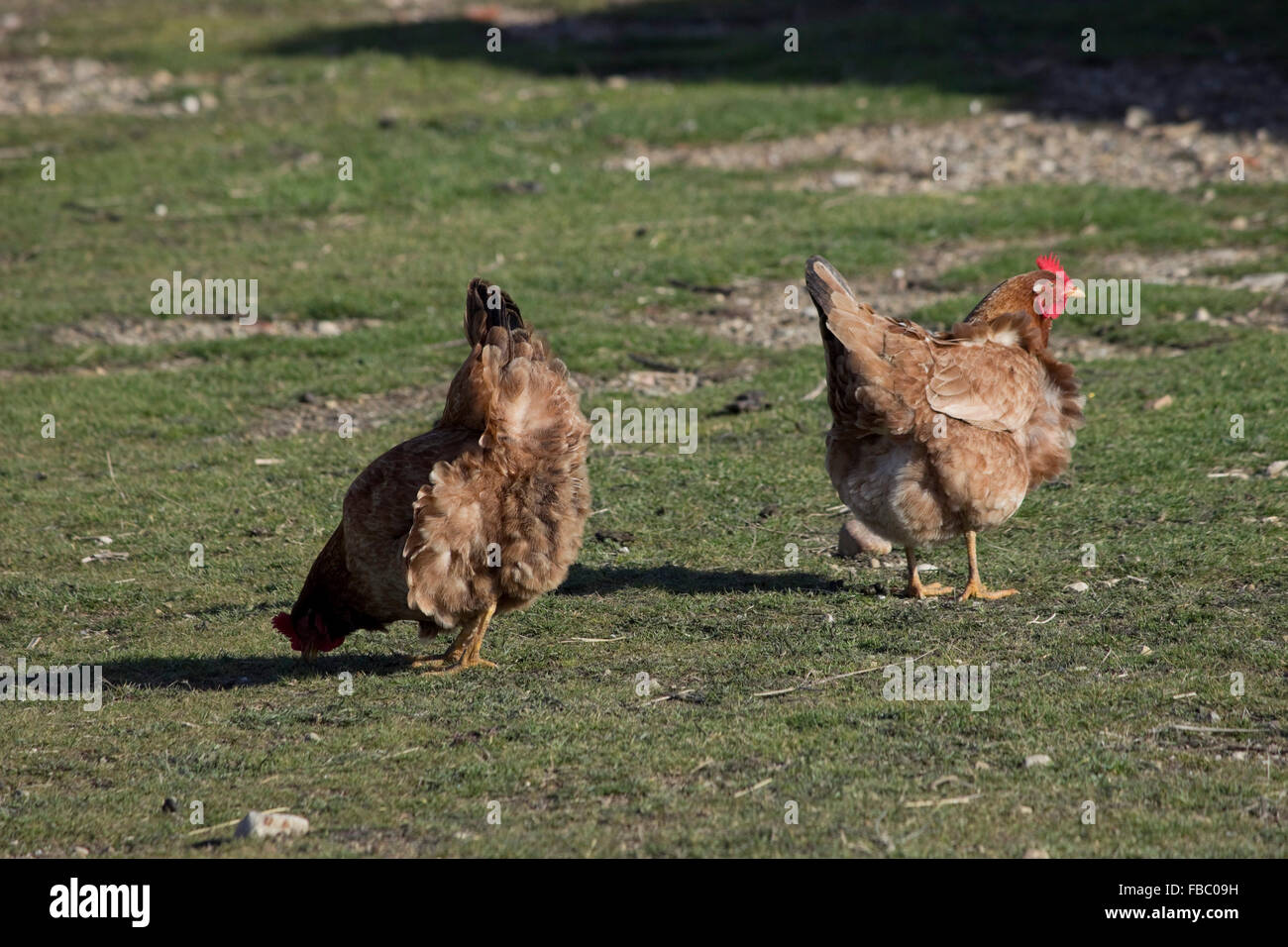 Free range greek hens/ chicken poultry grazing in the countryside in an ...