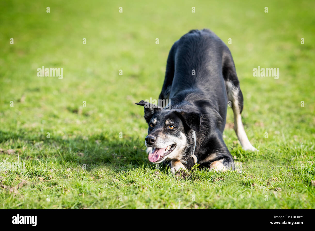 Sheep dog crouched waiting to play Stock Photo - Alamy