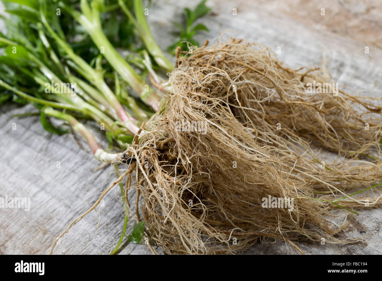 Common Valerian, Root, Roots, Baldrianwurzeln, Echter Baldrian, Wurzel ...