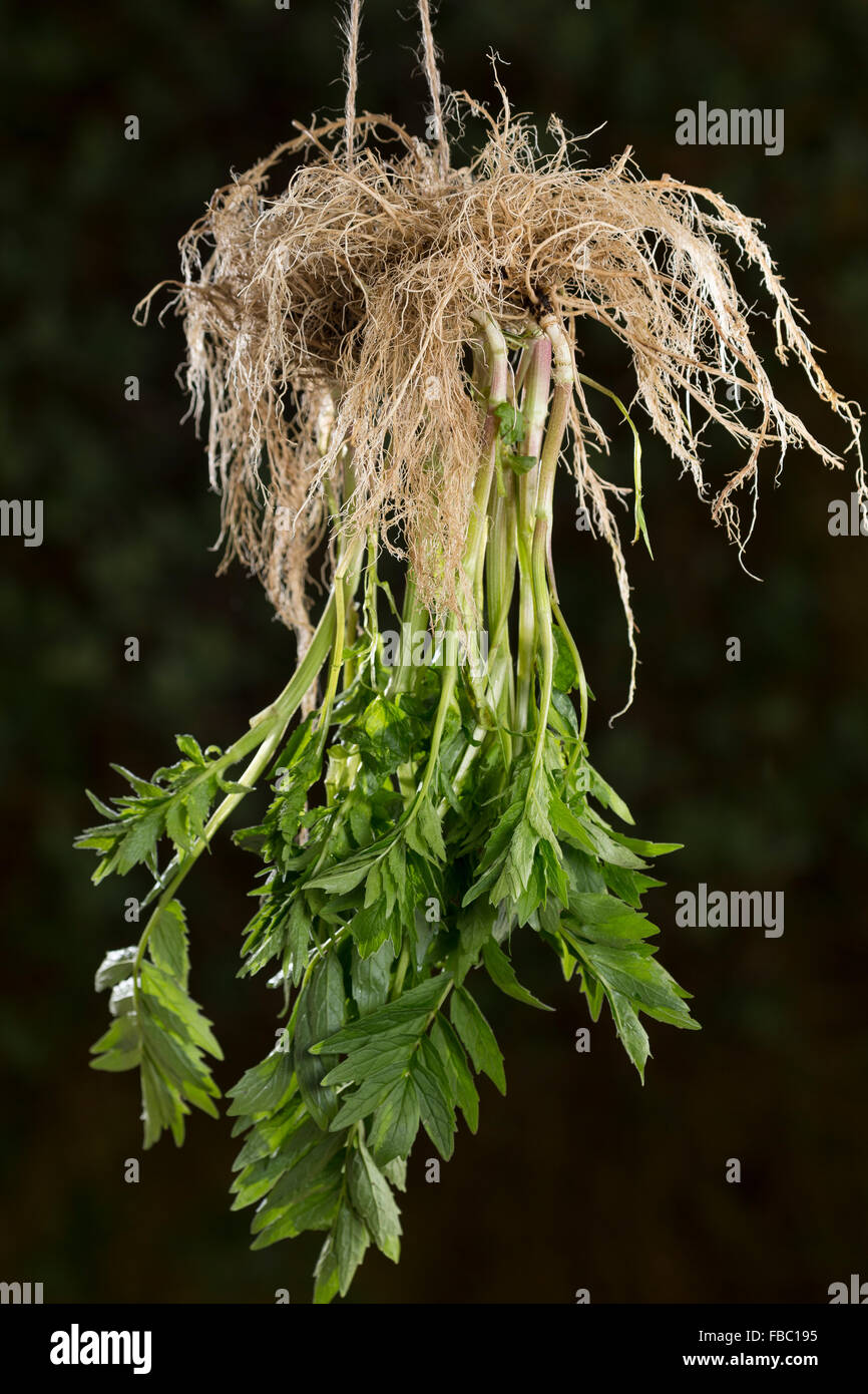 Common Valerian, Root, Roots, Baldrianwurzeln, Echter Baldrian, Wurzel ...