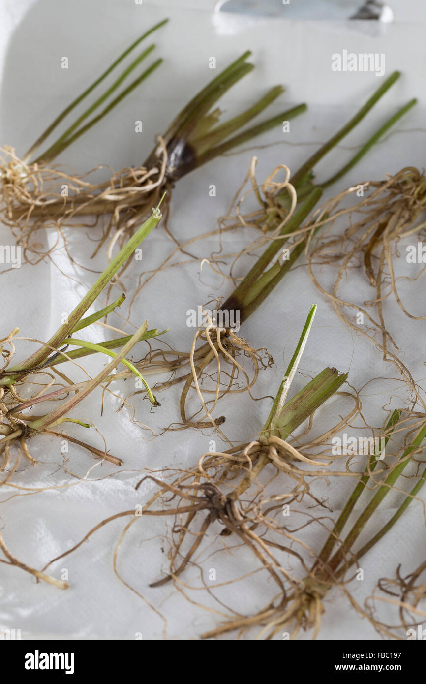 Common Valerian, Root, Roots, Baldrianwurzeln, Echter Baldrian, Wurzel ...