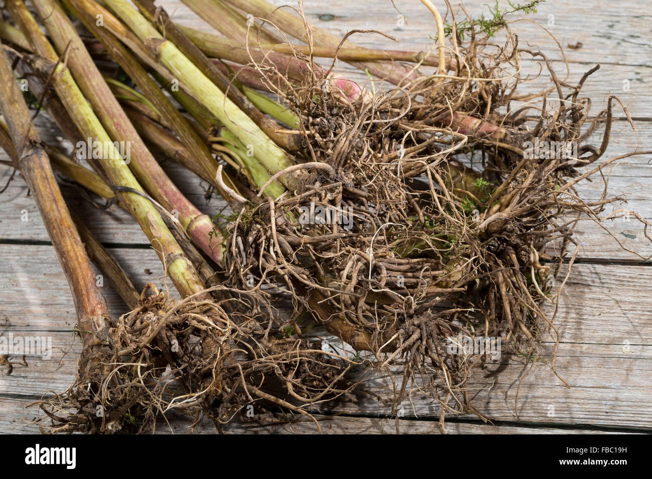 Common Valerian, Root, Roots, Baldrianwurzeln, Echter Baldrian, Wurzel ...