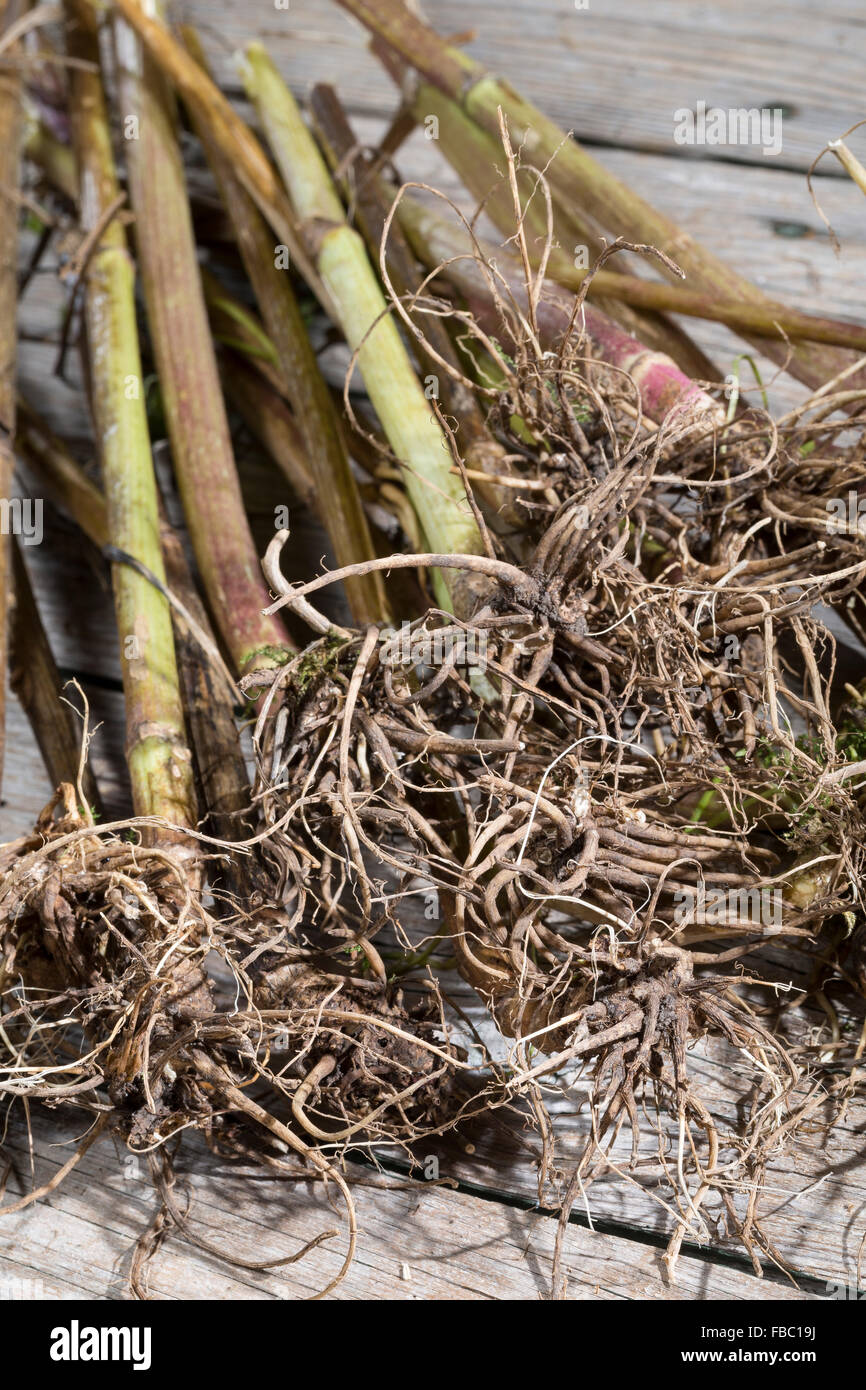 Common Valerian, Root, Roots, Baldrianwurzeln, Echter Baldrian, Wurzel ...