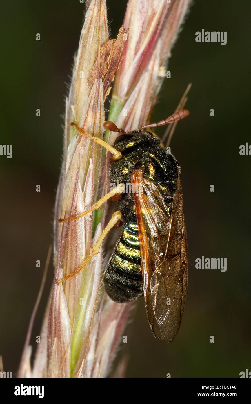 Hawthorn sawfly, Keulhornblattwespe, Keulhorn-Blattwespe, Abia spec ...