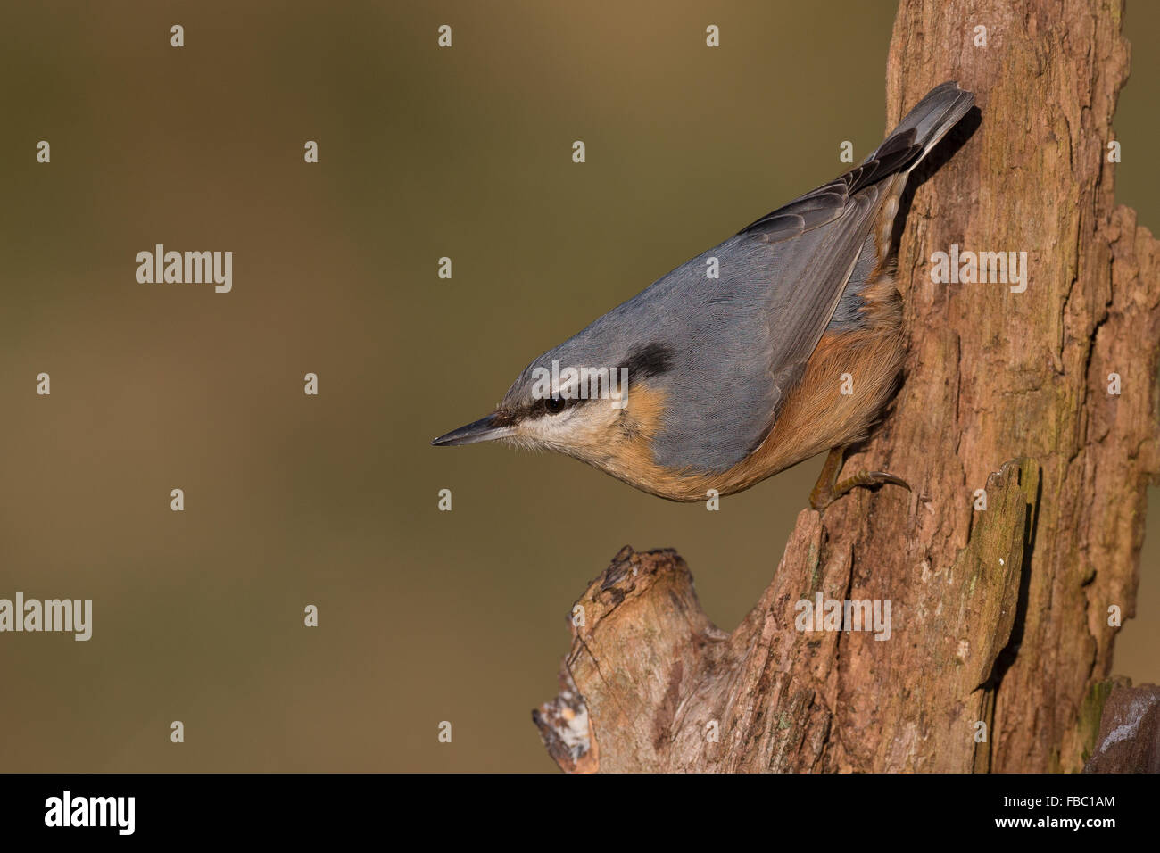 Nuthatch, Kleiber, Spechtmeise, Sitta europaea, Sittelle torchepot ...