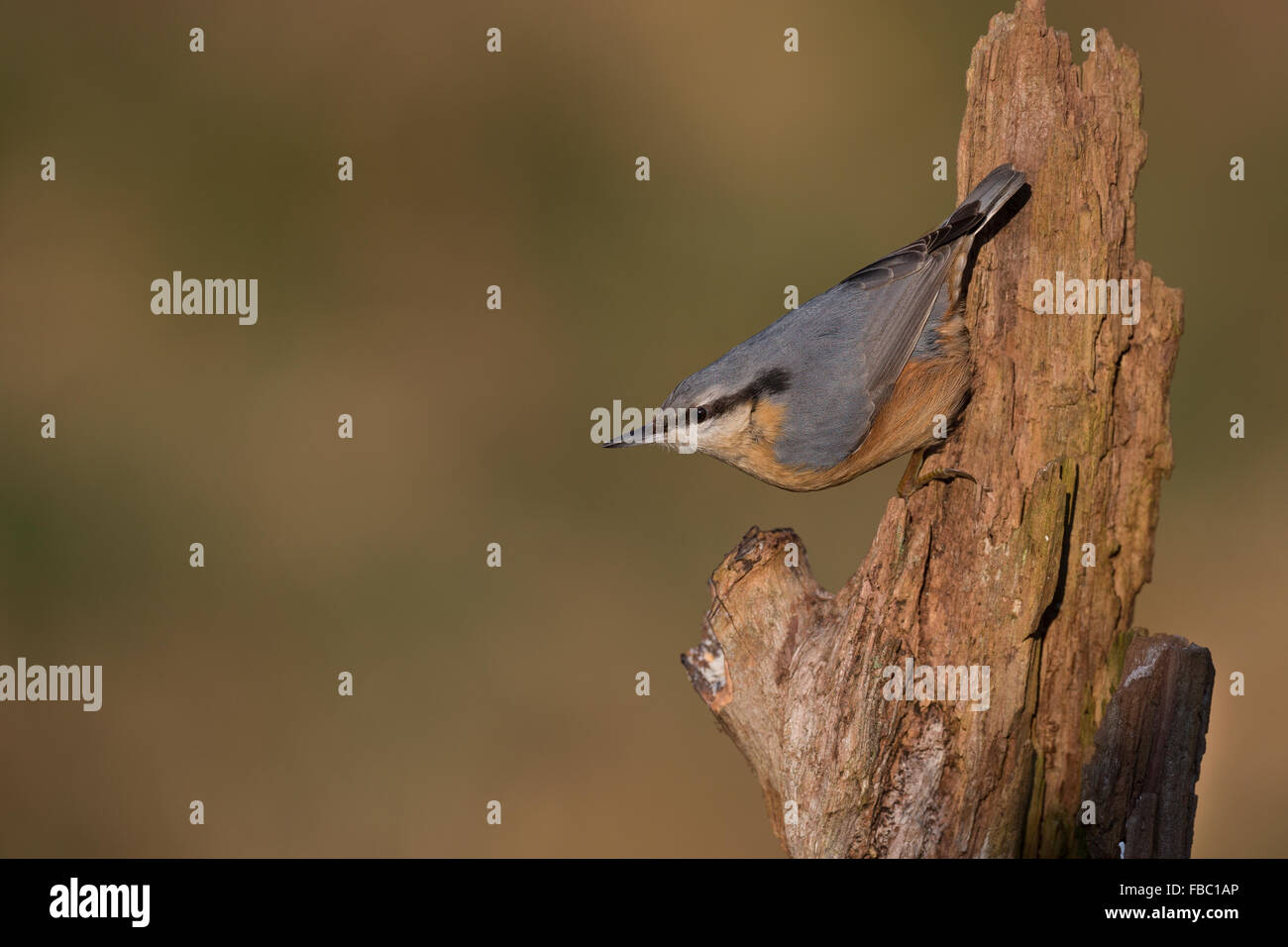 Nuthatch, Kleiber, Spechtmeise, Sitta europaea, Sittelle torchepot ...
