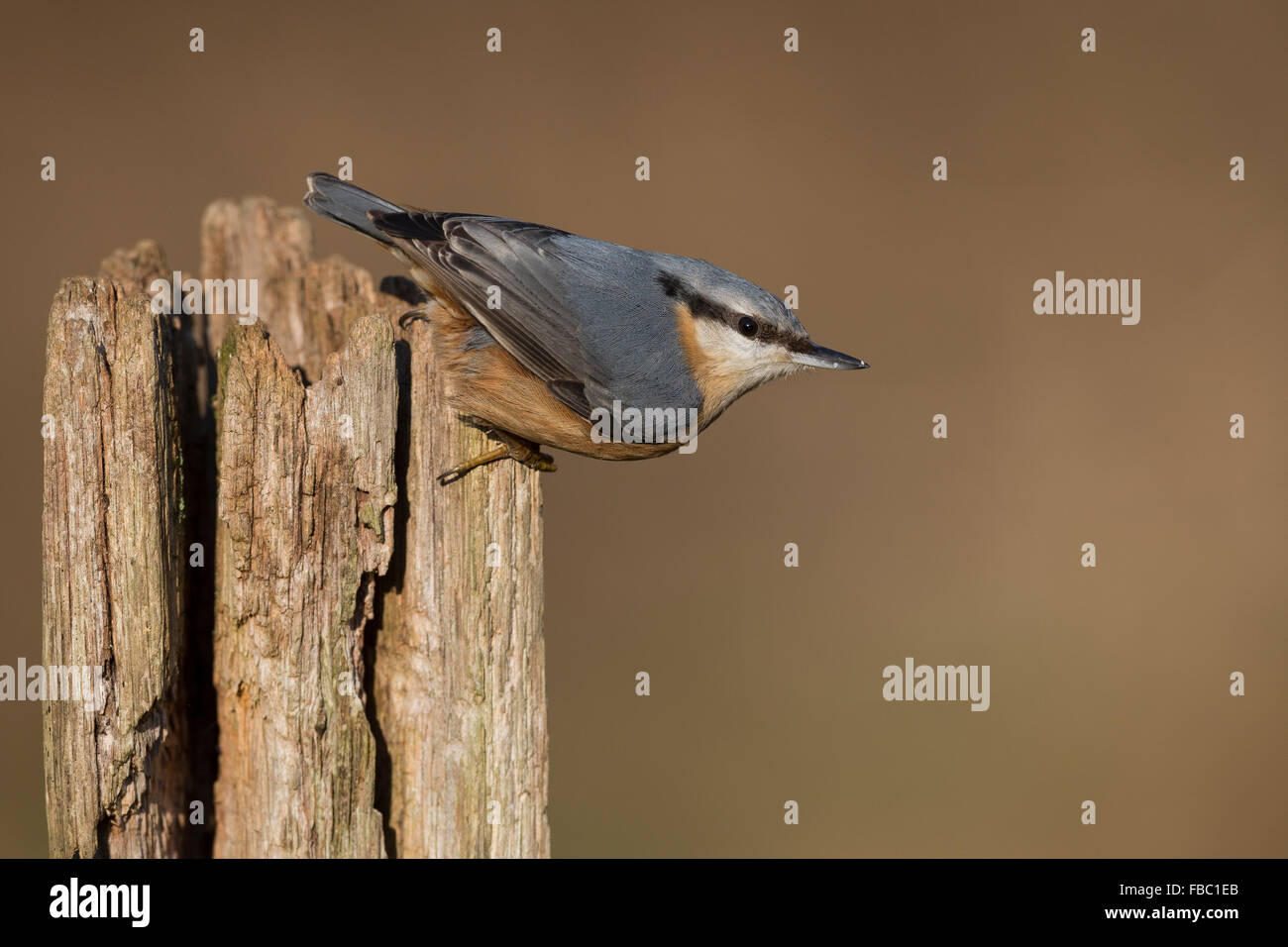 Nuthatch, Kleiber, Spechtmeise, Sitta europaea, Sittelle torchepot ...