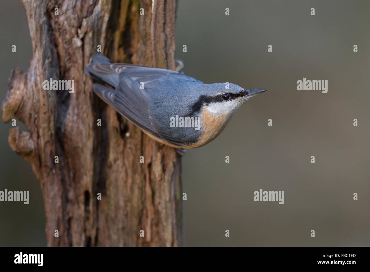 Nuthatch, Kleiber, Spechtmeise, Sitta europaea, Sittelle torchepot ...