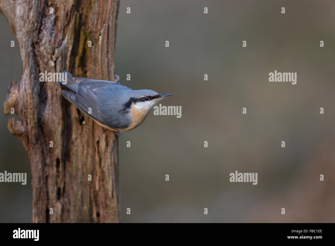 Nuthatch, Kleiber, Spechtmeise, Sitta europaea, Sittelle torchepot ...
