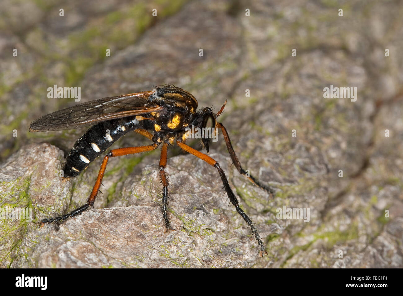 Robberfly, robberflies, Kleine Wolfsfliege, Raubfliege, Molobratia ...