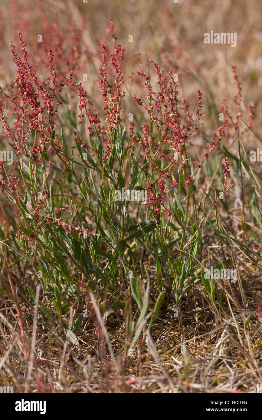 Sheep Sorrel, sheep's sorrel, red sorrel, sour weed, Kleiner ...