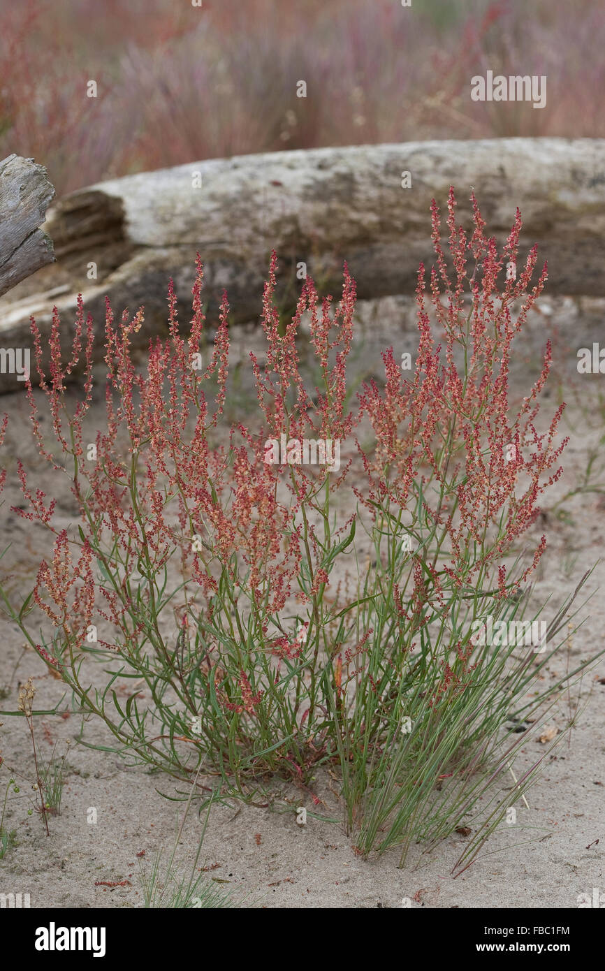 Sheep Sorrel, sheep's sorrel, red sorrel, sour weed, Kleiner ...