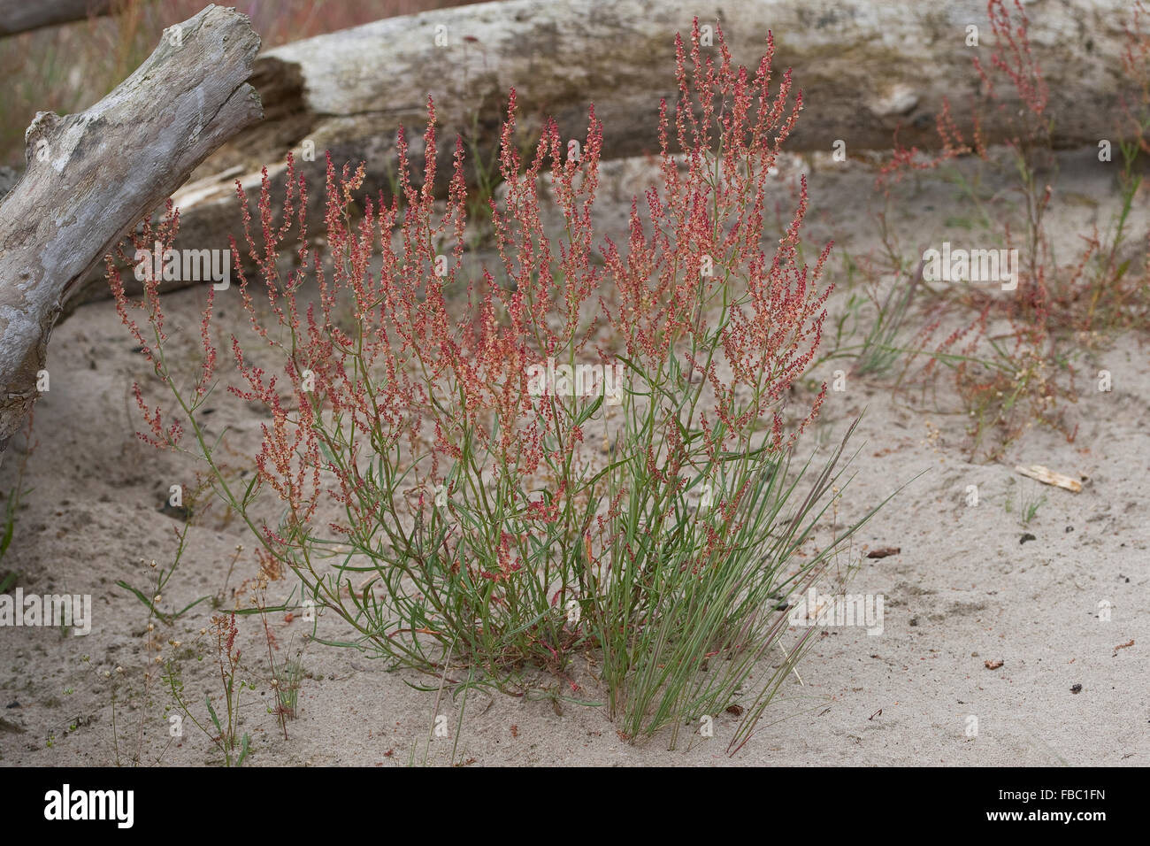 Sheep Sorrel, sheep's sorrel, red sorrel, sour weed, Kleiner ...