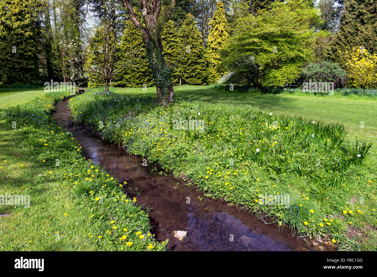 Spring flowers at Thorp Perrow arboretum Stock Photo - Alamy