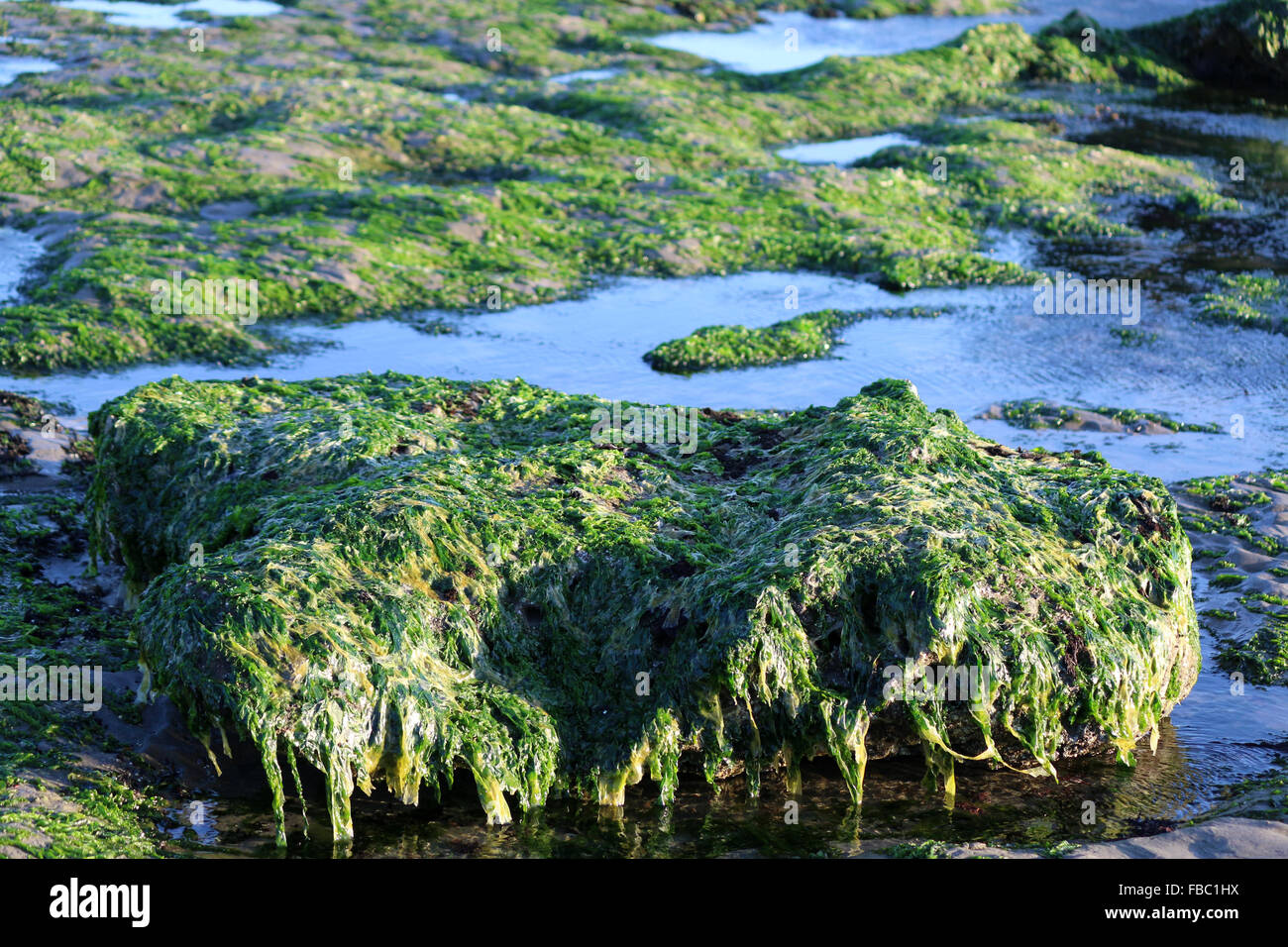 Pacific Coast: Sushi Seaweed, fragile thriving living ecosystem, sunlit ...